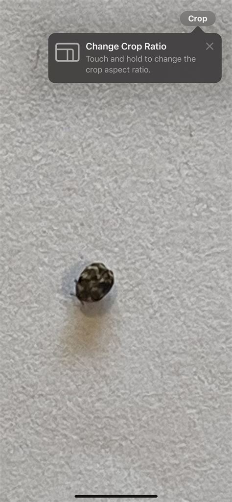what is this bug r whatsthisbug