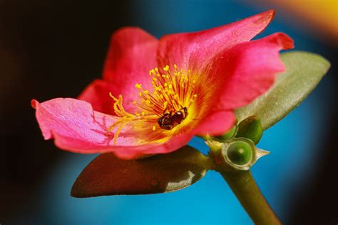 꽃 정원 Pixabay의 무료 사진 Pixabay