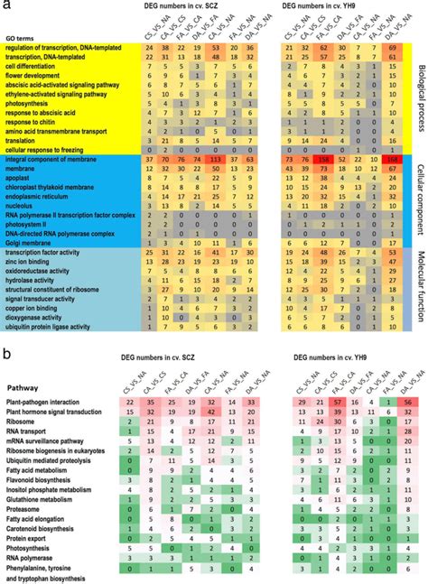 Comparative Transcriptomic Analysis Reveals Gene Expression Associated
