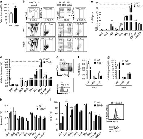 Trib2 Regulates The Homeostasis Of Intrathymic T Cell Development A