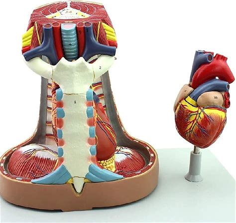 ZAPION Torso y Esqueleto Modelos Anatómicos Torso Modelo del Cuerpo