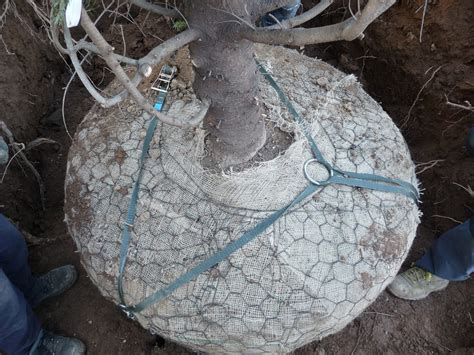 Biodegradable Underground Anchoring System Tutor International