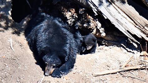 Momma Black Bear Tiny Cub Caught Crawling Out Of Their Yellowstone Den