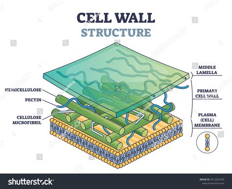185311 Cell Wall Royalty Free Photos And Stock Images Shutterstock