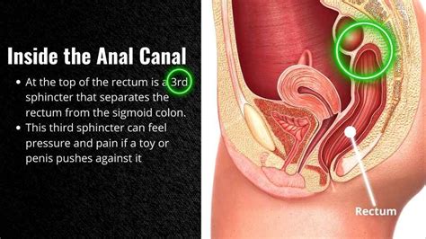 Anal Sexual Intercourse Diagram