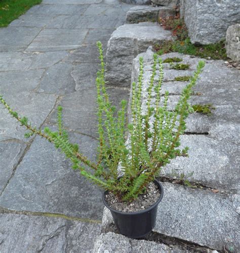 Schimperi Ssp Phyturus Mildbraed Rfernandes 1978 Engl Fr