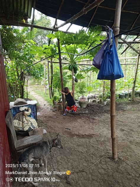 Ringor Villanueva Anabel