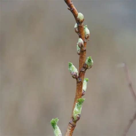 When To Prune Raspberries Optimal Times Pond Informer