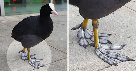 This Bird Has Unique Feet That Look Like Feathers 12 Pics Bird