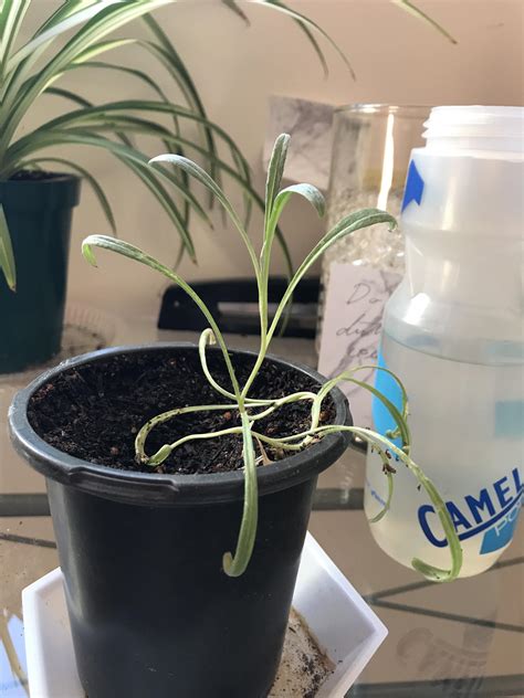 My Batchelors Buttons Is Getting Over His Thrips And Im A Proud Plant