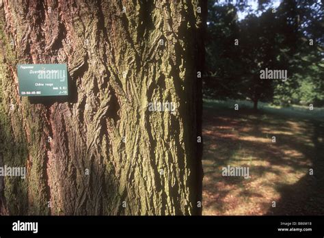 Arboretum De L Ecole Du Breuil In Paris Stock Photo Alamy
