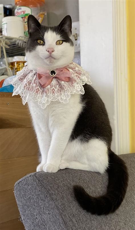 What A Fancy Lad My Bug Is R Piebaldcats