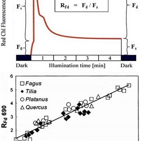 Upper Part Light Induced Chlorophyll Chl Fluorescence Induction