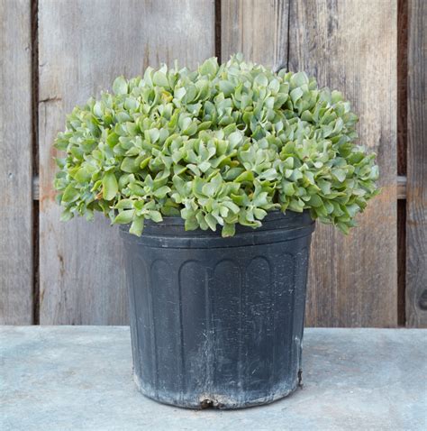 Crassula Arborescens Blue Waves