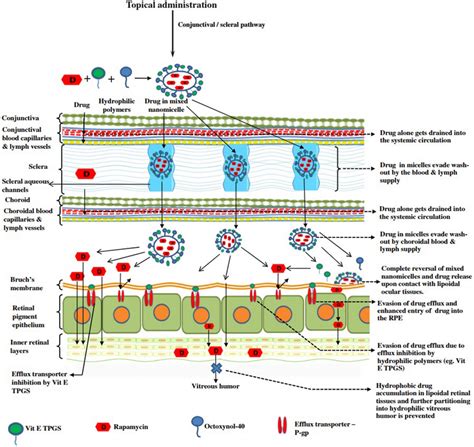The Schematic Diagram Demonstrates The Pathway Of A Drug Through The