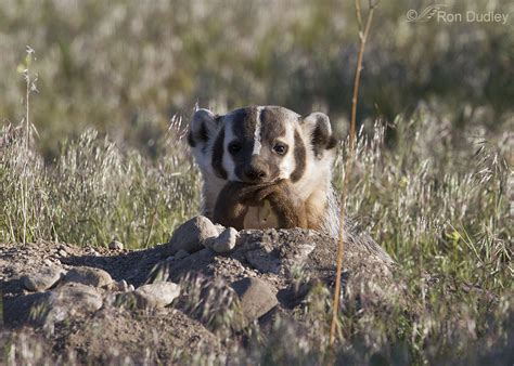 A Badger And Weasel Confrontation On Antelope Island « Feathered