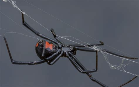 Black Widow Spider Latrodectus Mactans Identification Distribution And Other Facts American