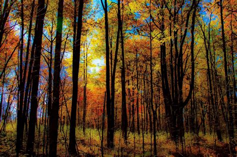 Forest Album On Imgur