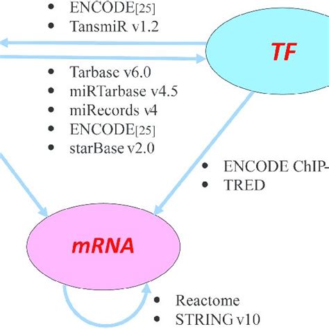 The Data Sources For Constructing The Mirna Tf Mrna Regulatory Network