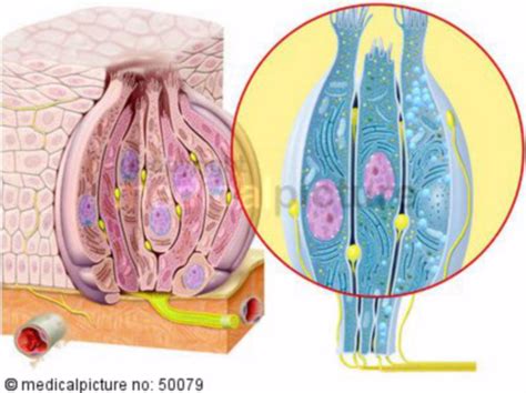 Lingua Papille Gustative E Le Cellule Gustative Doccheck