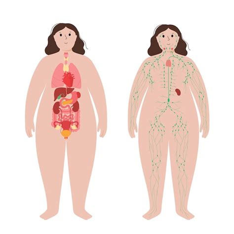 Premium Vector Organs And Lymphatic System