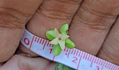 Diospyros Hebecarpa Ebenaceae