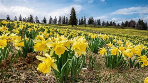 Frühling weich von mir Wer nicht mitjauchzt beim Anblick der ersten