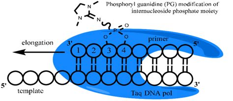 Taq Polymerase And Templatemodified Primer Complex Schematic Download Scientific Diagram