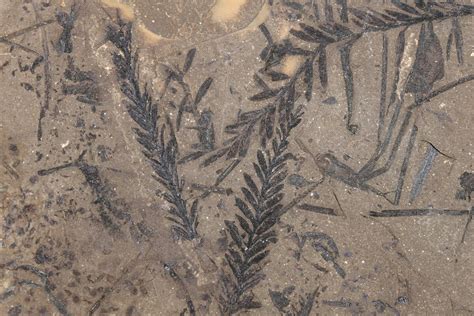Mold Fossils Examples