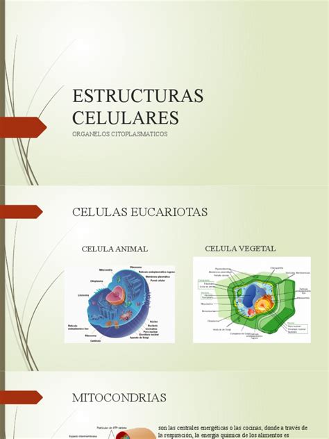 Estructuras Celulares Pdf Citoplasma Biología Celular