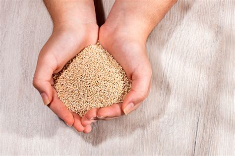 Tangan Memegang Biji Quinoa Putih Chenopodium Quinoa Foto Stok Unduh