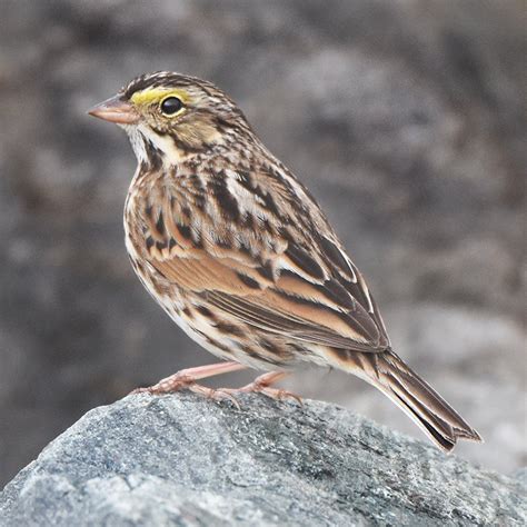 Savannah Sparrow — Virginia Society Of Ornithology