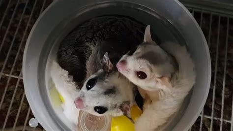 How Long Can A Sugar Glider Live Petloq