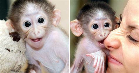 Hacen Cosquillas A Monos Para Saber El Origen De La Risa Humana Infobae