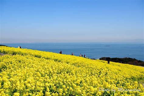 あわじ花さじき 菜の花4 by まさみつ ID5428915 写真共有サイト PHOTOHITO