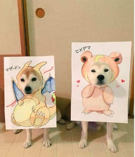 当这两只柴犬遇到这么一个爱cosplay的主人，估计它们的内心是奔崩溃的 英国那些事儿