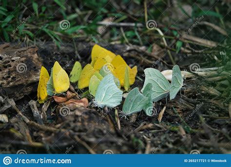 Closeup Of Pretty Green And Yellow Butterflies Sitting On The Muddy