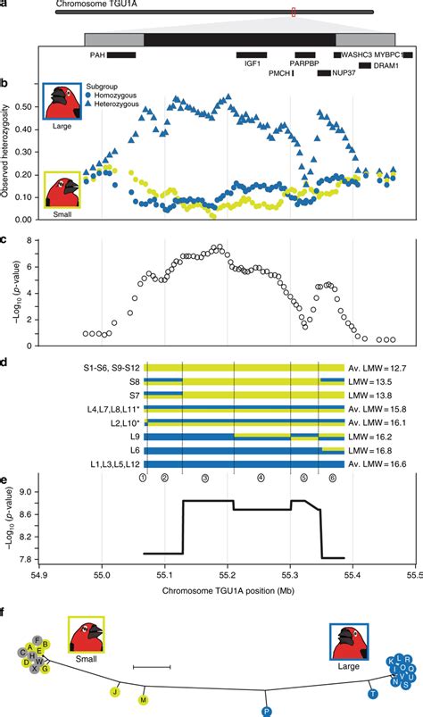 Zebra Finch Chromosome Tgu1a And Genetic Variation Associated With Bill