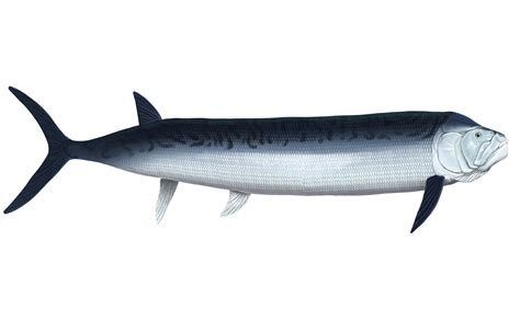 Xiphactinus Deadliest Fiction Wiki Fandom