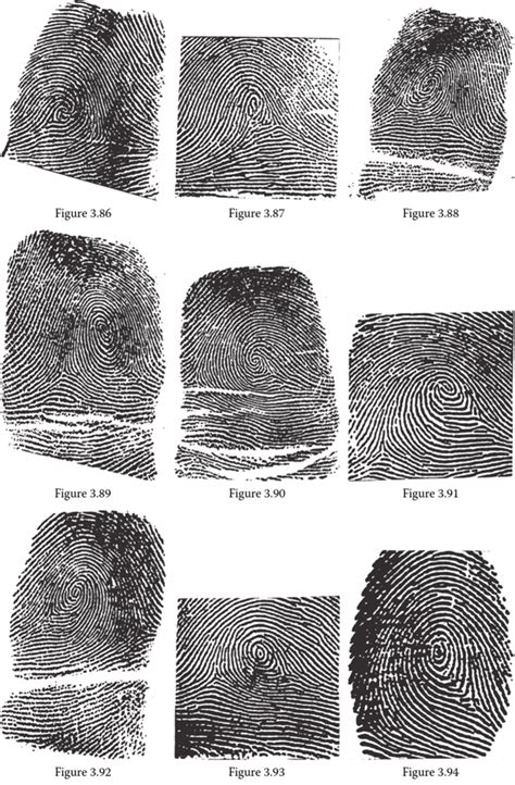 Double Loop Fingerprint
