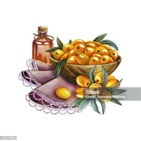 나무 그릇에 바다 갈매 나무 열매 유리 병에 담긴 바다 갈매 나무 기름 수채화 그림 0명에 대한 스톡 벡터 아트 및 기타 이미지 0명 갈매나무 건강관리와 의술