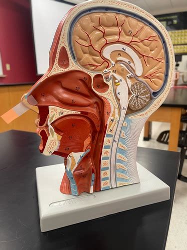 Respiratory System Anatomy Flashcards Quizlet