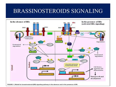 Biosynthesis Translocation Physiological Role In Cell Level Basic