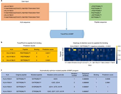 A Transformer Based Model To Predict Peptidehla Class I Binding And Optimize Mutated Peptides