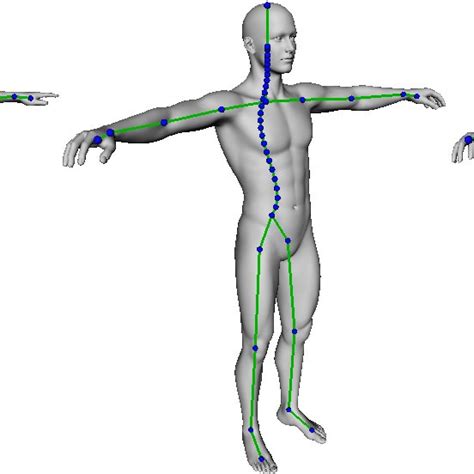 Skeleton Fitting Results For Different Human Models Download