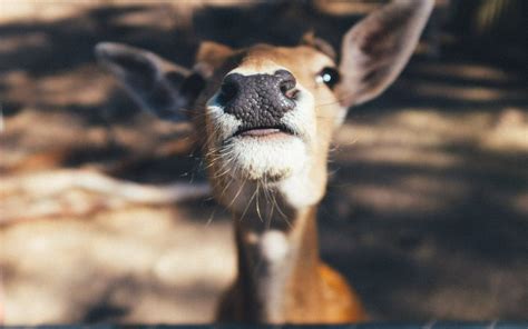 The Digestive Tract Of A Deer Jelen Pws