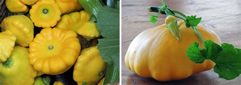 Button Squash