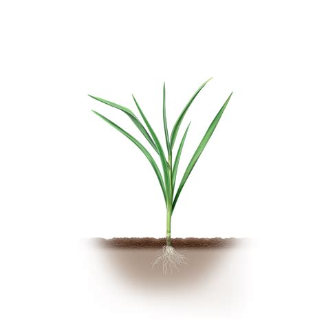 Influence Of Foliar Application Of Water Soluble Fertilizers On Growth Yield And Quality