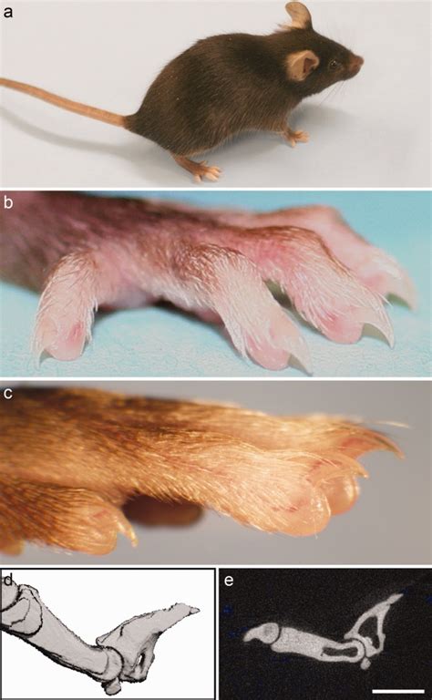 What Are Mouse Feet Made Of At Julian Fairfield Blog