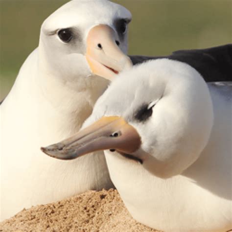 Laysan Albatross American Bird Conservancy